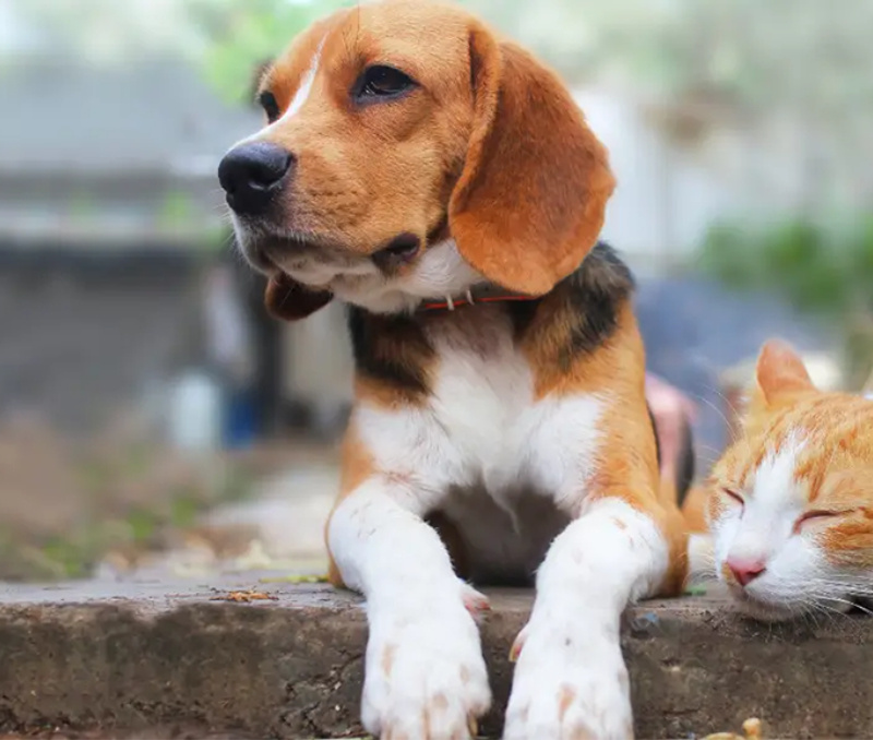 Contact Our Vets - Plainfield Veterinary Clinic & Surgical Center